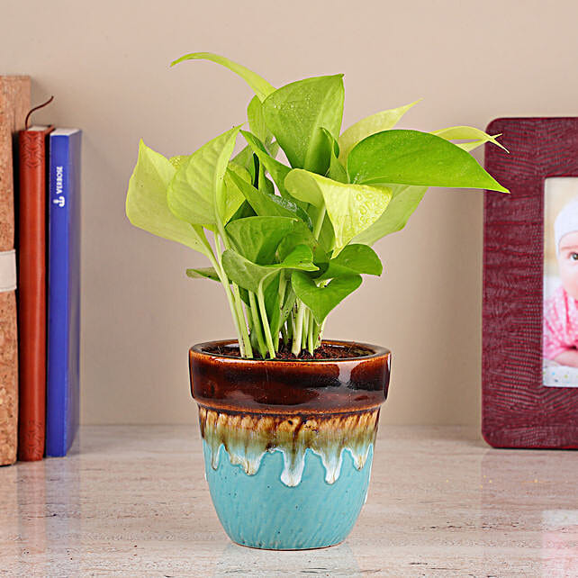 Buy/Send Green Money Plant In Aesthetic Drip Pot Online- FNP