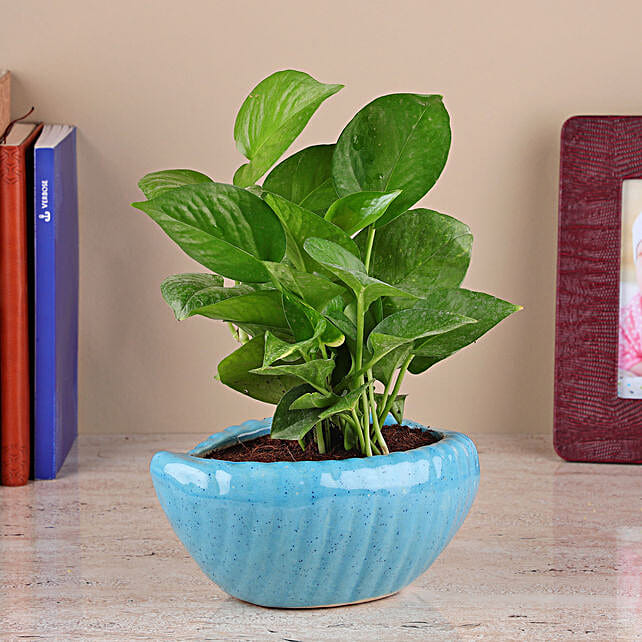 Buy/Send Green Money Plant In Shank Design Pot Online- FNP