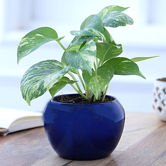 Buy/Send Money Plant In Blue Metal Pot Online- FNP