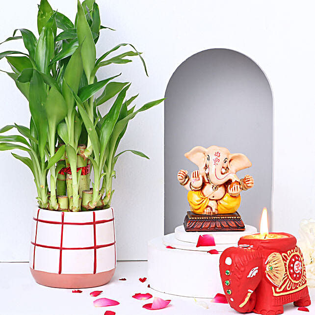 Buy/Send Bamboo Plant Diwali Splendour Online- FNP