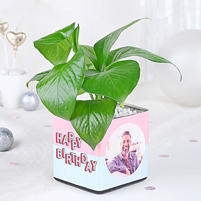 Buy/Send Personalised Money Plant Celebration Online- FNP