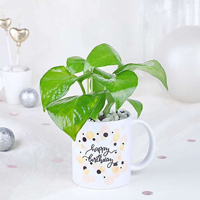 Buy/Send Radiant Money Plant Birthday Surprise Online- FNP