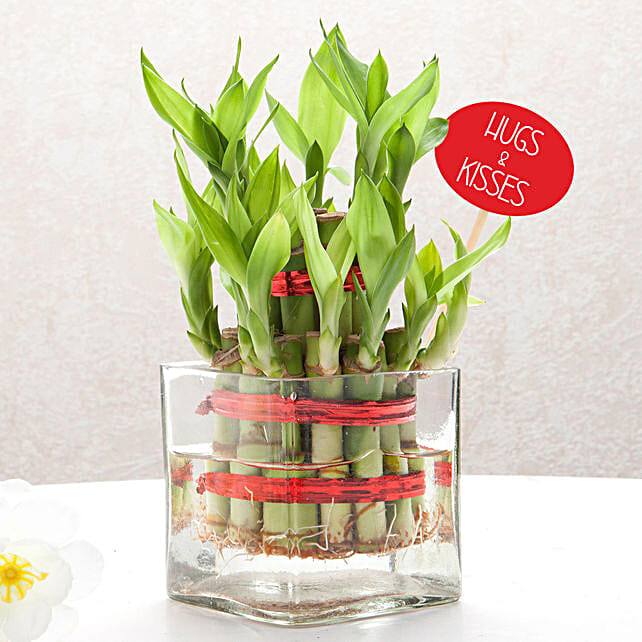 Buy/Send Bamboo Ensemble Online- FNP