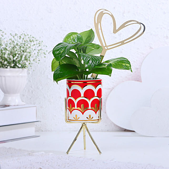 Buy/Send Money Plant In Hearty Pot Online- FNP