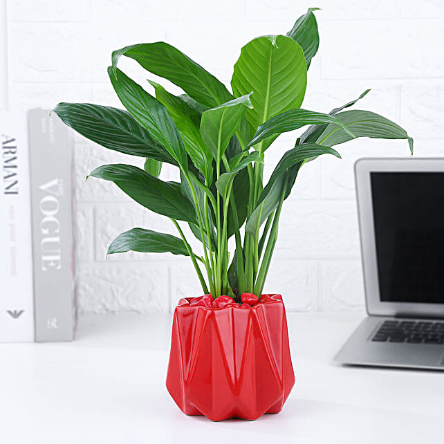Buy/Send Peace Lily Plant In Red Designer Pot Online- FNP