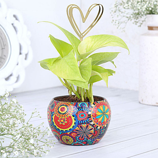 Buy/Send Money Plant Bloom Online- FNP