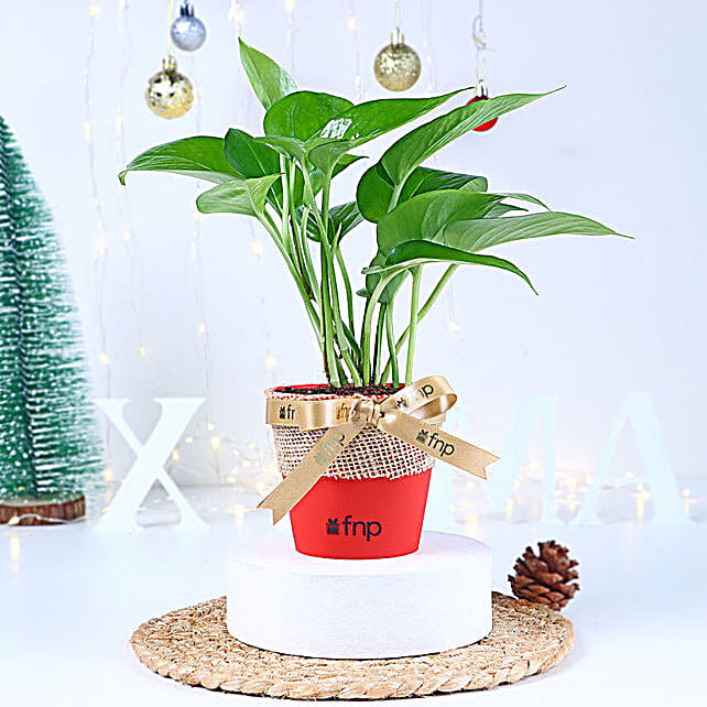 Buy/Send Xmas Vase Money Plant Magic Online- FNP