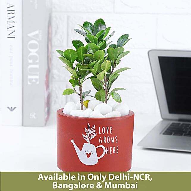 Buy/Send Ficus Compacta Plant In Love Grows Here Pot Online- FNP