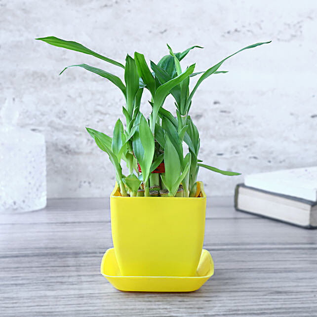 Buy/Send Zen Green 2- Layer Bamboo Online- FNP