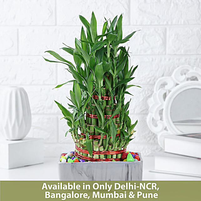 Buy/Send Zen Bamboo Gift Online- FNP