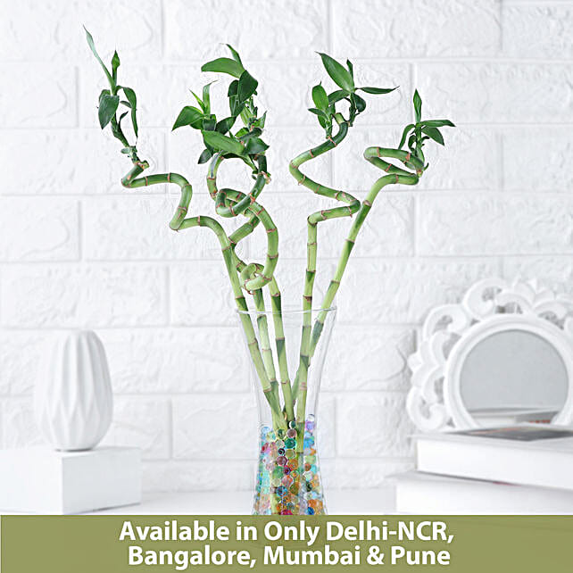 Buy/Send Zen Spiral Bamboo Delight Online- FNP