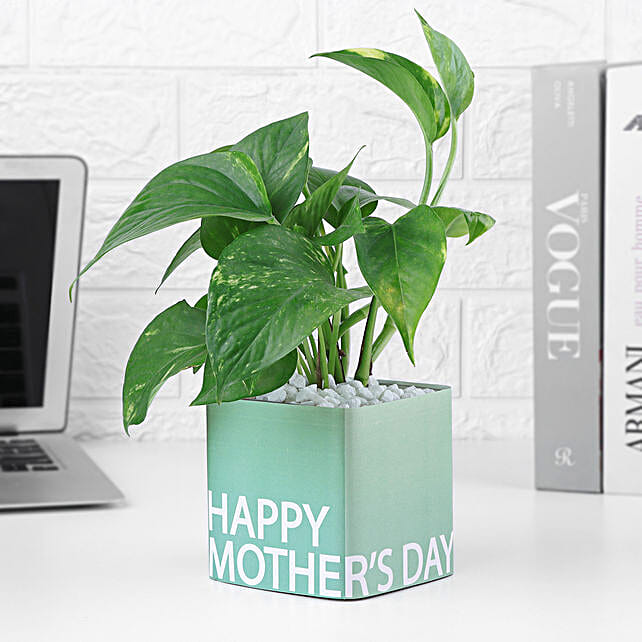 Buy/Send Money Plant for Mother's Day Online- FNP
