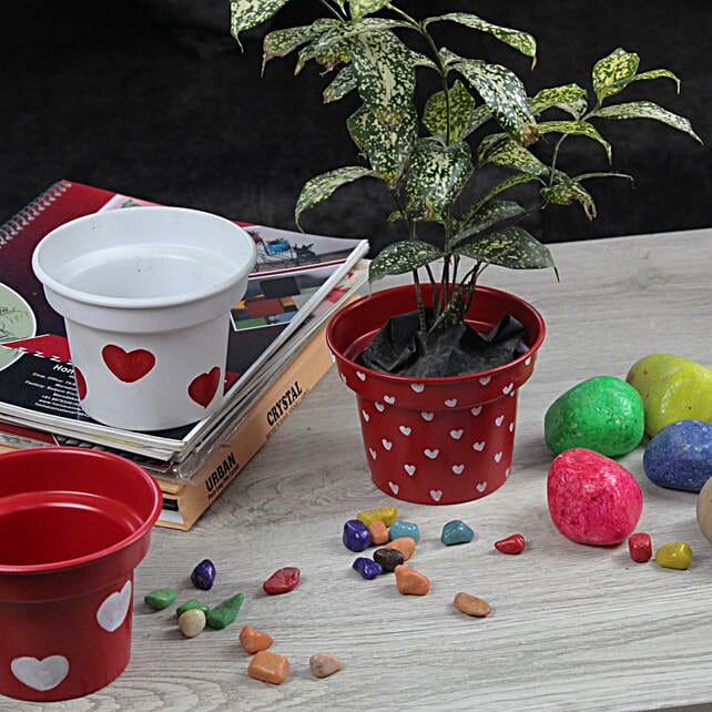 Buy/Send Fluttering Hearts Pot Gift Set Online- FNP
