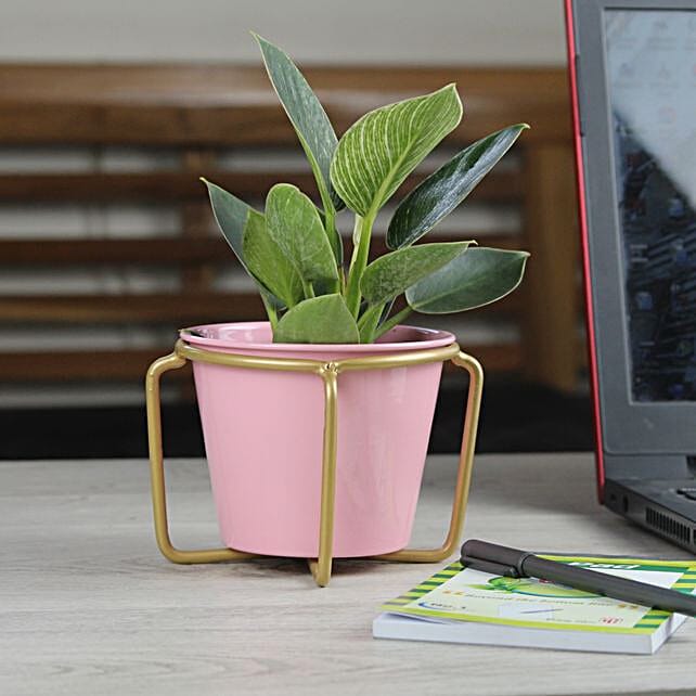 Buy/Send Pretty Pink Table Top Pot Online- FNP