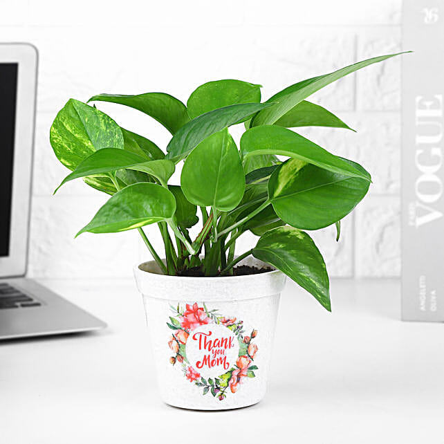 Buy/Send Money Plant Gift For Mom Online- FNP