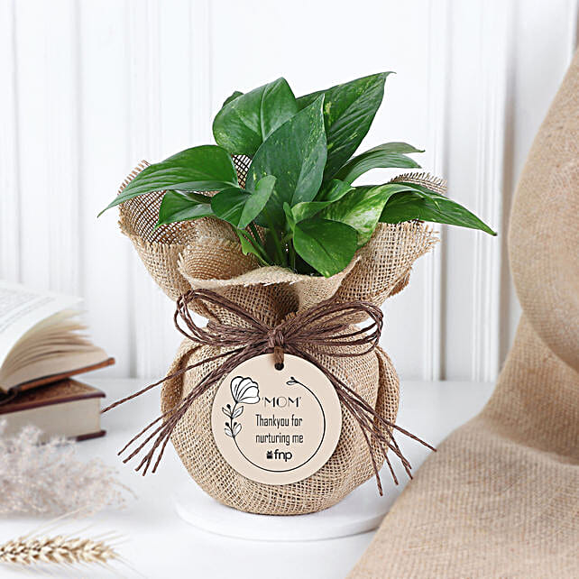 Buy/Send Money Plant Surprise For Her Online- FNP