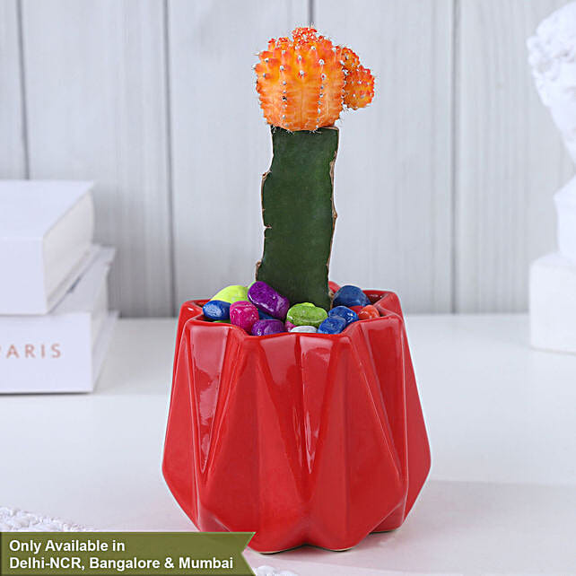 Buy/Send Cactus Bloom Online- FNP