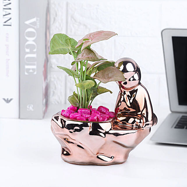 Buy/Send Gleaming Syngonium Bloom Online- FNP