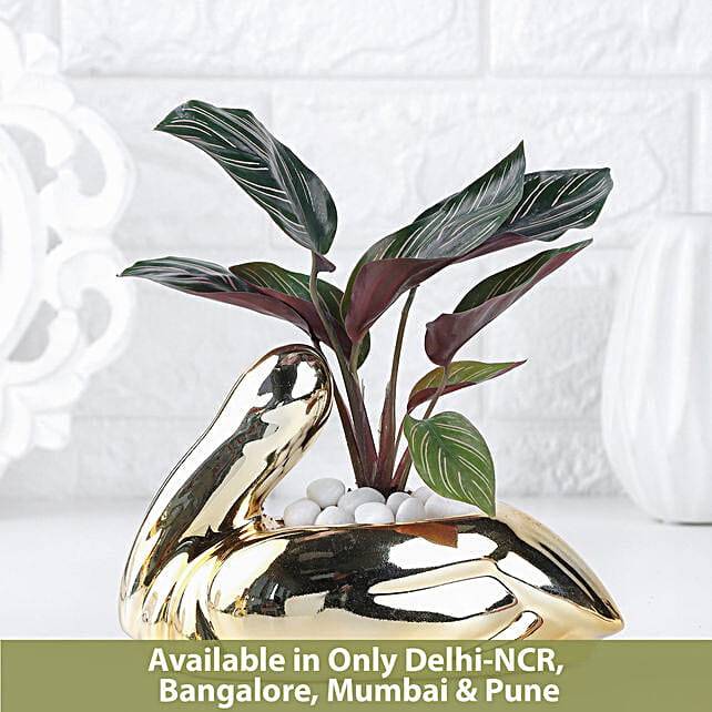 Buy/Send Golden Grace Calathea Online- FNP