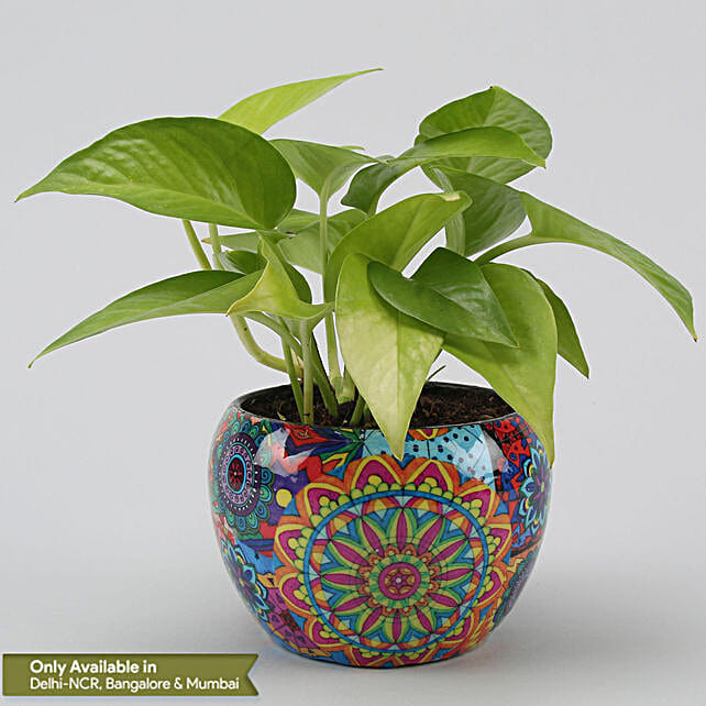 Buy/Send Majestic Money Plant Pot Online- FNP