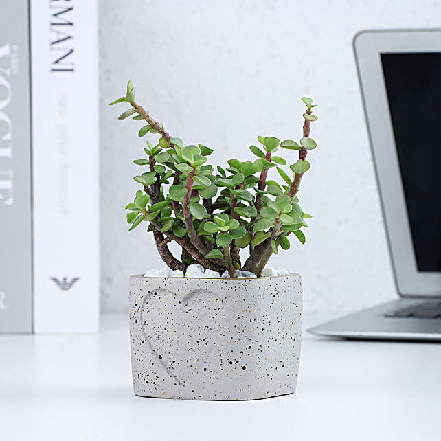 Buy/Send Love Pot Jade Plant Online- FNP