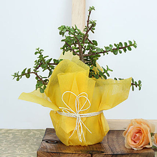Buy/Send Beautiful Jade Plant Gift Online- FNP