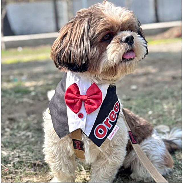 Buy/Send Pawgy Pets Personalised Dapper Tux Bandana Online- FNP