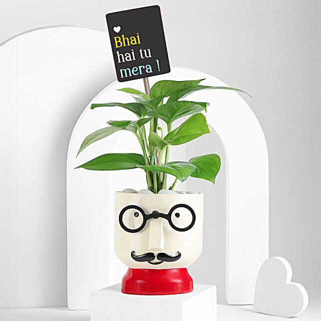 Buy/Send Cheerful Money Plant Gift Set Online- FNP