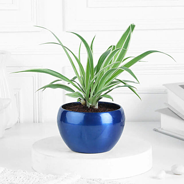 Buy/Send Spider Plant in Blue Metal Pot Online- FNP