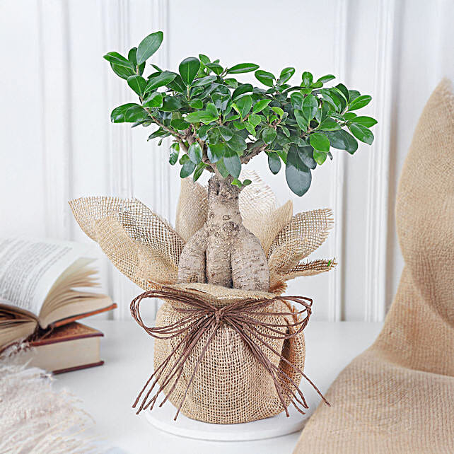 Buy/Send Lush Ficus Bonsai in Jute Wrap Online- FNP