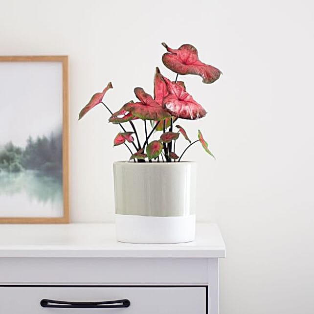 Caladium Postman Joyner Plant Pot netherlands | Gift Caladium Postman ...