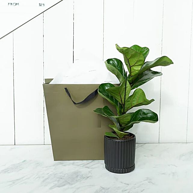Ficus Bambino Plant new-zealand | Gift Ficus Bambino Plant- FNP