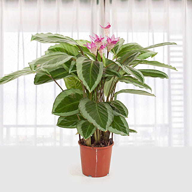 Calathea Bicajoux Gecko qatar | Gift Calathea Bicajoux Gecko- FNP