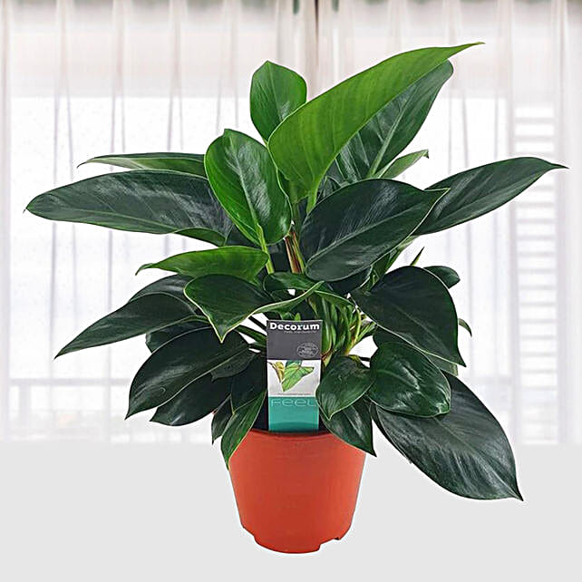 Philodendron Congo Apple qatar | Gift Philodendron Congo Apple- FNP