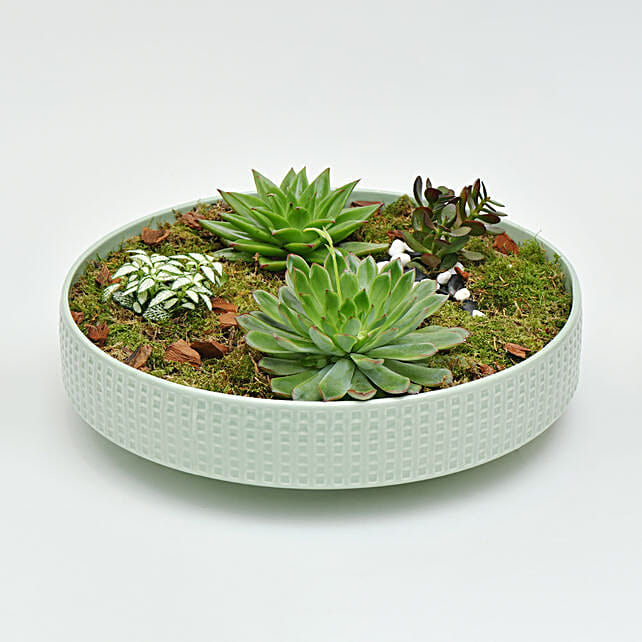 Holy Ramadan Assorted Plant Gift qatar | Gift Holy Ramadan Assorted ...