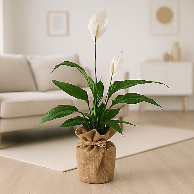 Jute Wrapped Peace Lily Plant qatar | Gift Jute Wrapped Peace Lily ...
