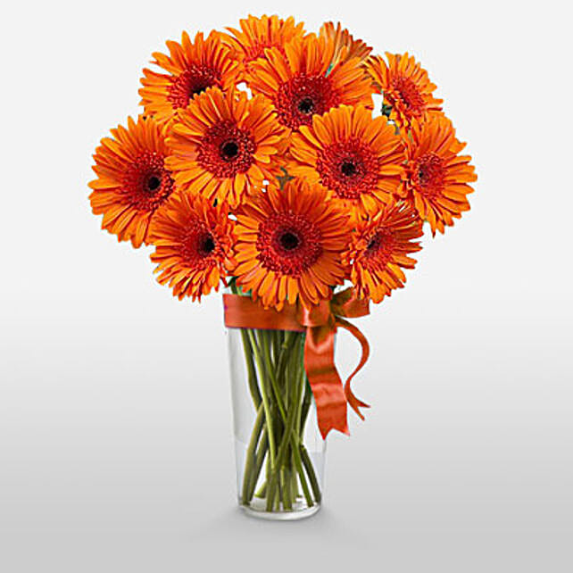 Gerbera Fantasy spain | Gift Gerbera Fantasy- FNP