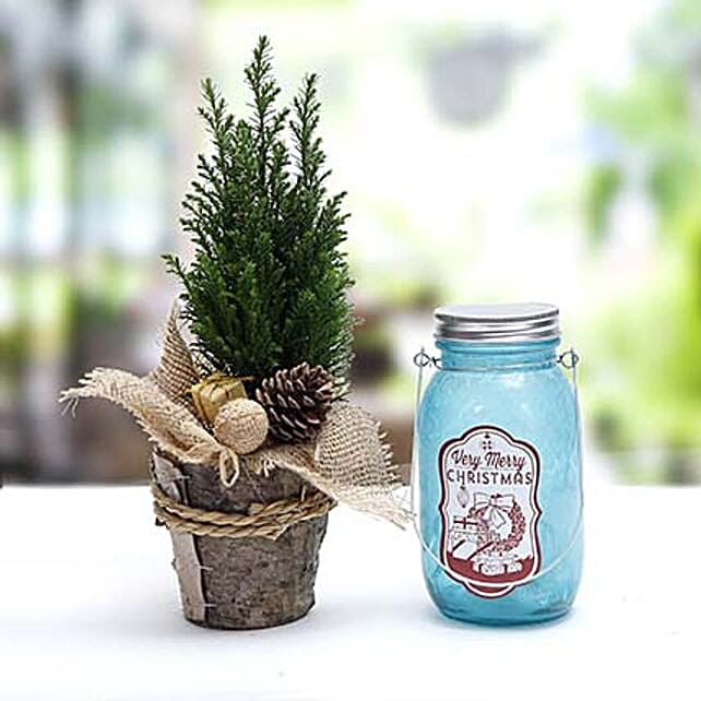 Piaea Plant with Jar uae | Gift Piaea Plant with Jar- FNP