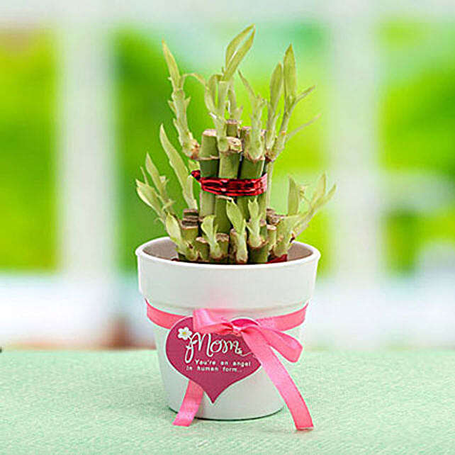 Good Luck Mom uae | Gift Good Luck Mom- FNP