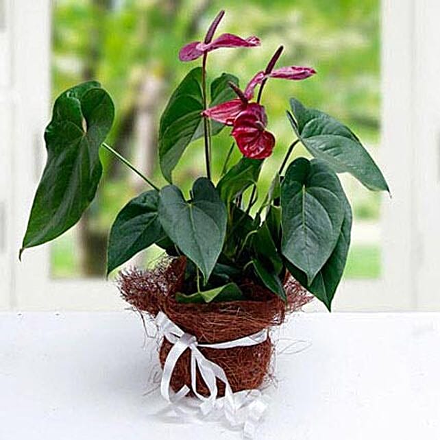 Simply Splendid Flowers uae | Gift Simply Splendid Flowers- FNP