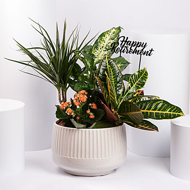 Retirement Wishes Plants Garden uae | Gift Retirement Wishes Plants ...