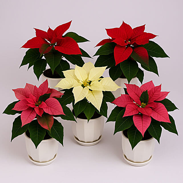 5 Mixed Poinsettia Plant Bundle uae | Gift 5 Mixed Poinsettia Plant ...