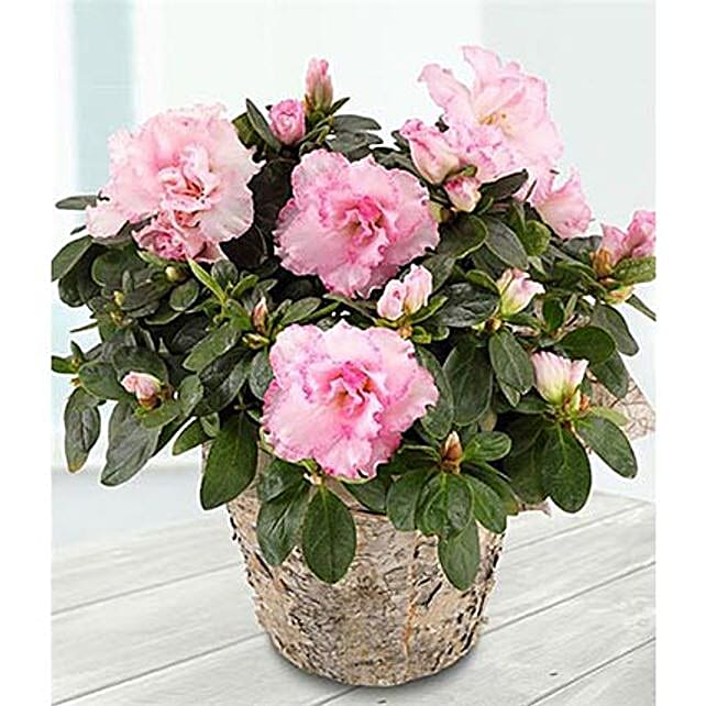 Azalea Wood uk | Gift Azalea Wood- FNP