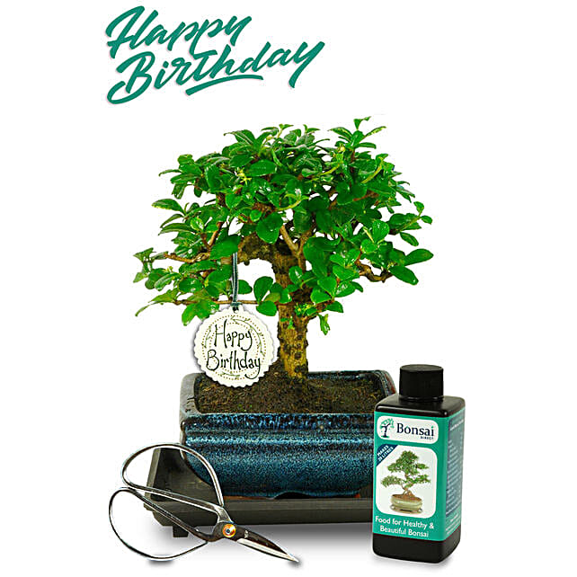 Oriental Tea Tree Bonsai Hamper uk | Gift Oriental Tea Tree Bonsai ...