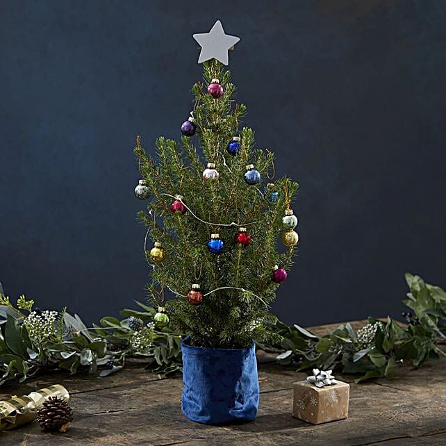Letterbox Blue Christmas Tree uk | Gift Letterbox Blue Christmas Tree- FNP