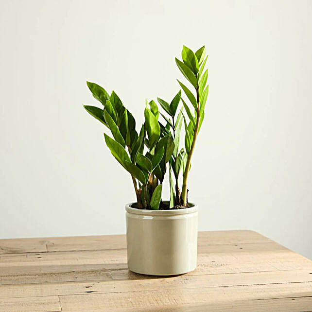 Zizi Plant with Pot uk | Gift Zizi Plant with Pot- FNP