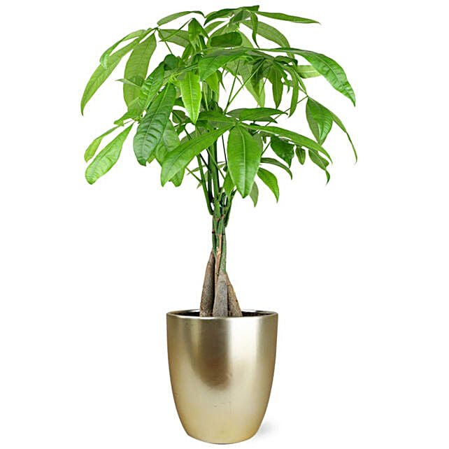 Whimsical Money Tree usa | Gift Whimsical Money Tree- FNP