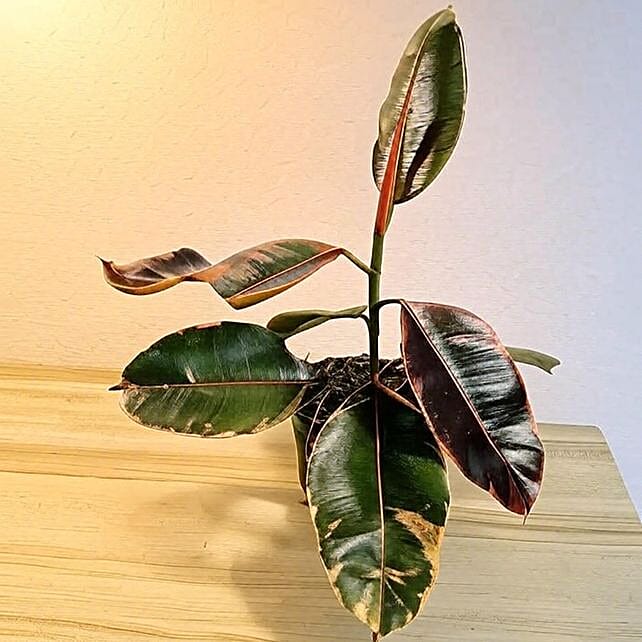 Stylish Ruby Pink Ficus Decor Gift - 6 inches usa | Gift Stylish Ruby ...